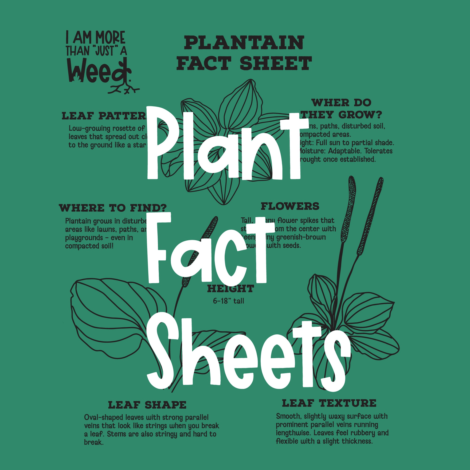 Plant Fact Sheets – More Than "Just" a Weed